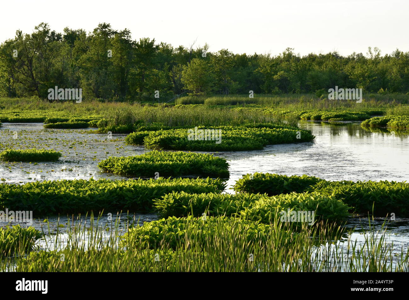 Marshy Swamp Water And Trees Stock Photo - Alamy