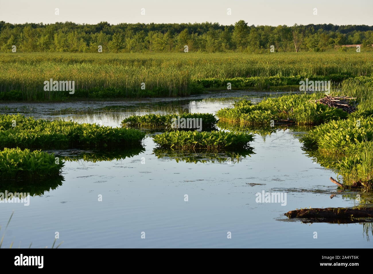 Marsh Water And Wetlands Stock Photo - Alamy