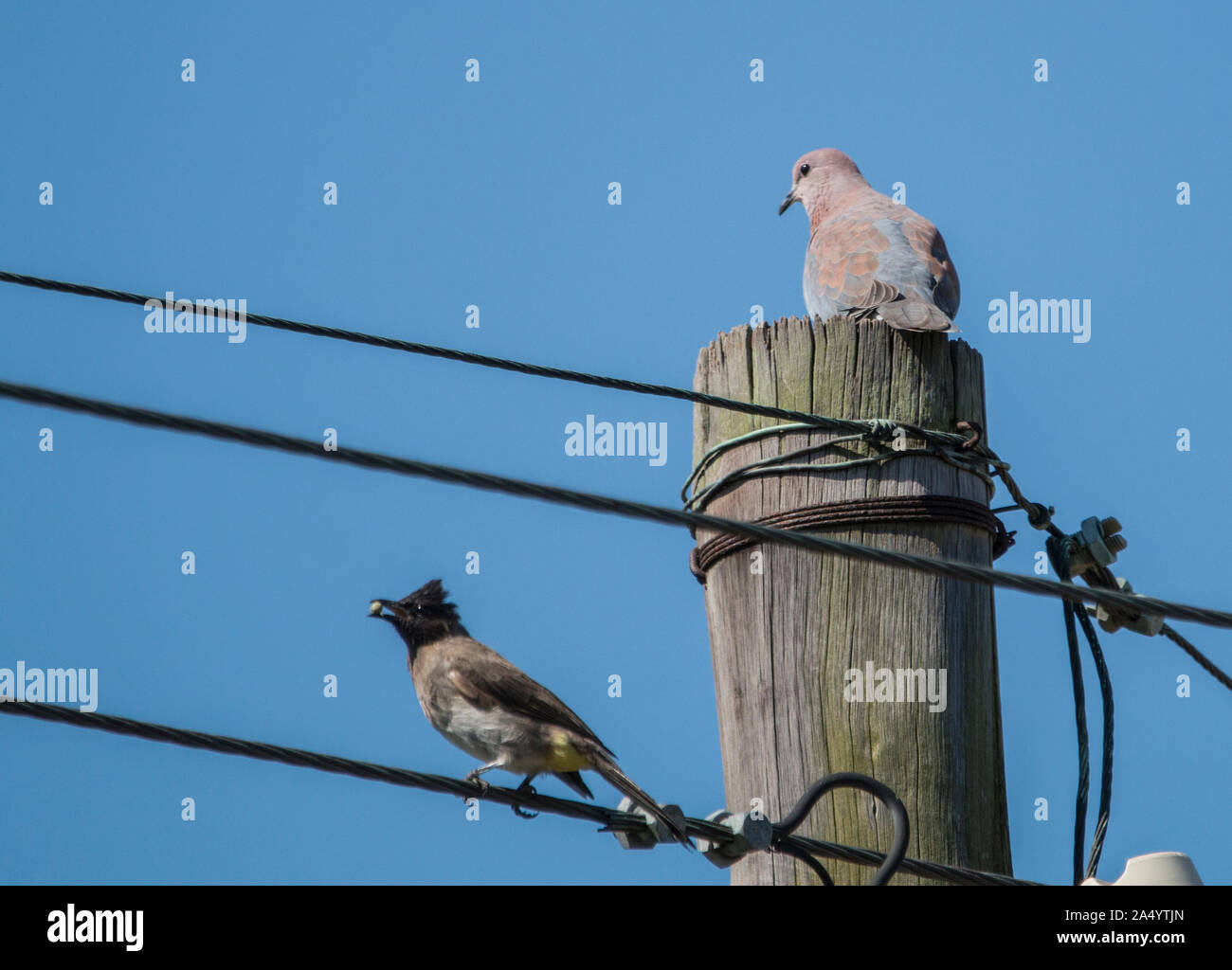 Birds perched on a telephone pole and electricity wire eating berries ...