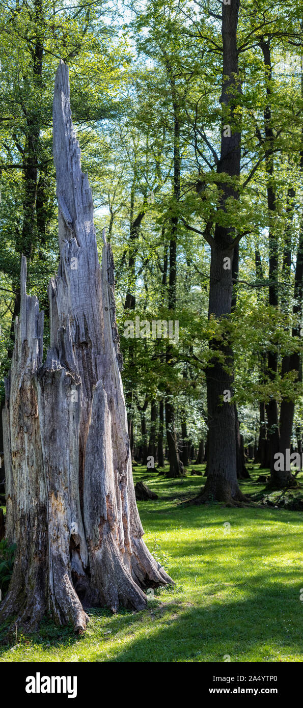 Dead oak tree stem hi-res stock photography and images - Alamy