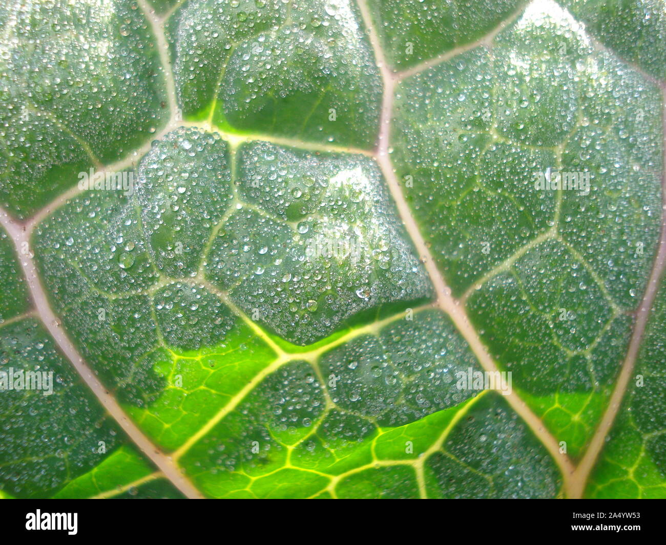 Leaf with veins, cells of Savoy cabbage in garden Stock Photo - Alamy