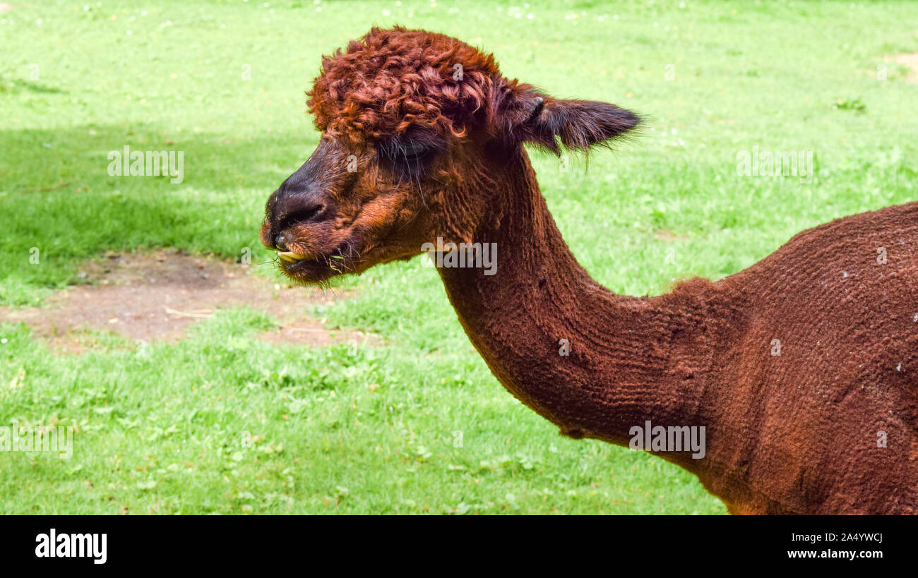 Brown Alpaca on grass field Stock Photo - Alamy