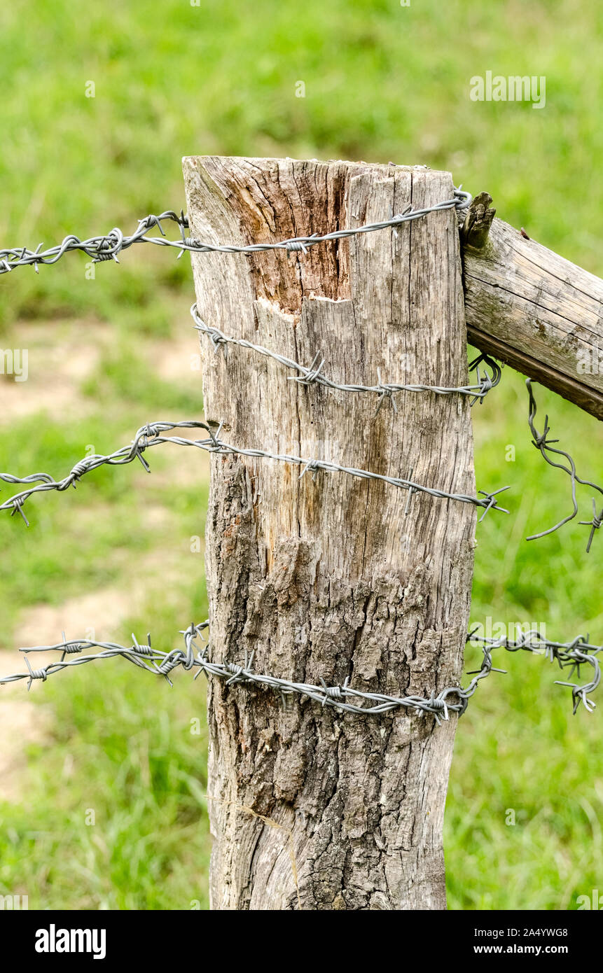 Spiky wire hi-res stock photography and images - Alamy