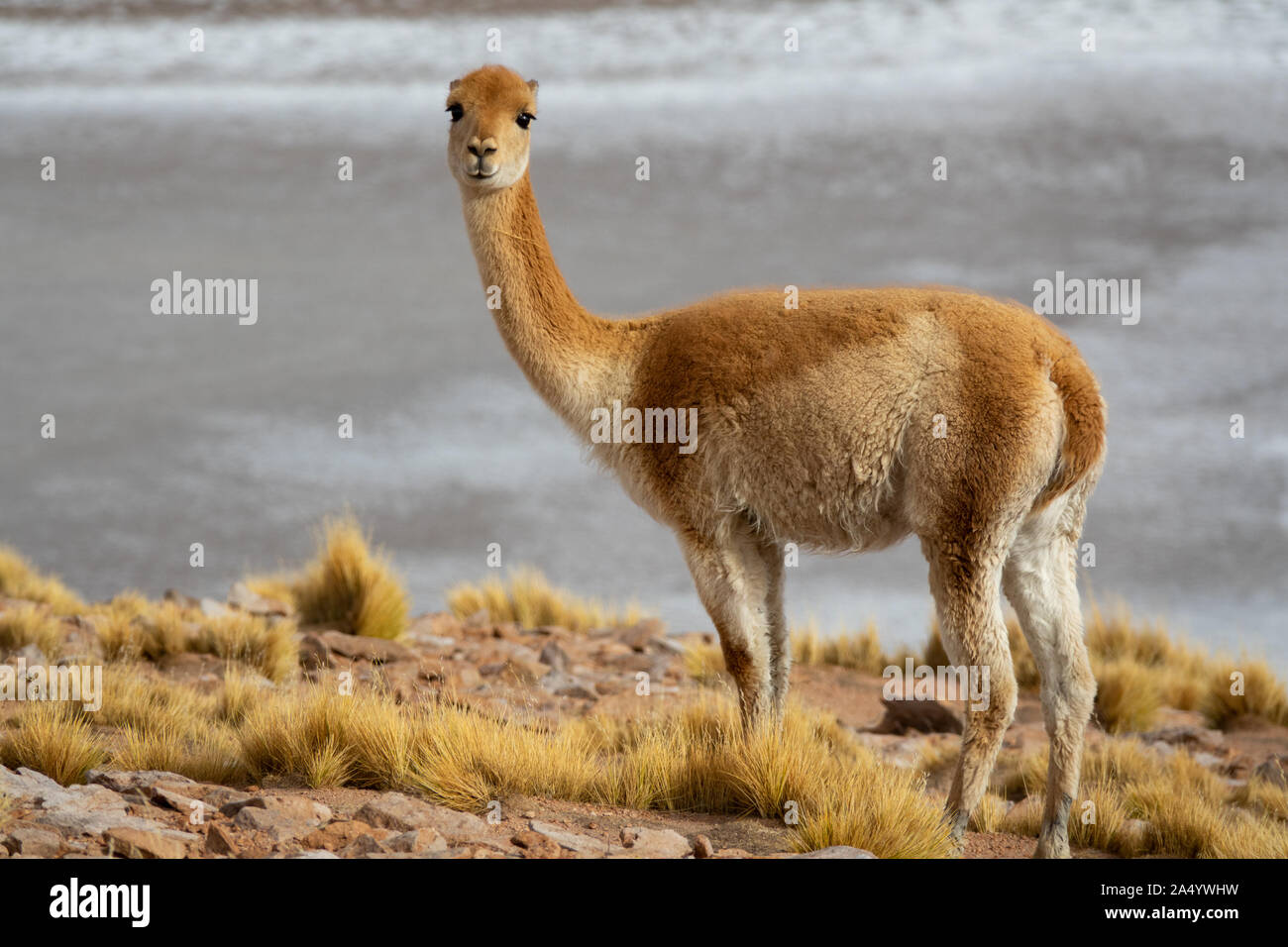 Isolated plateau hi-res stock photography and images - Alamy