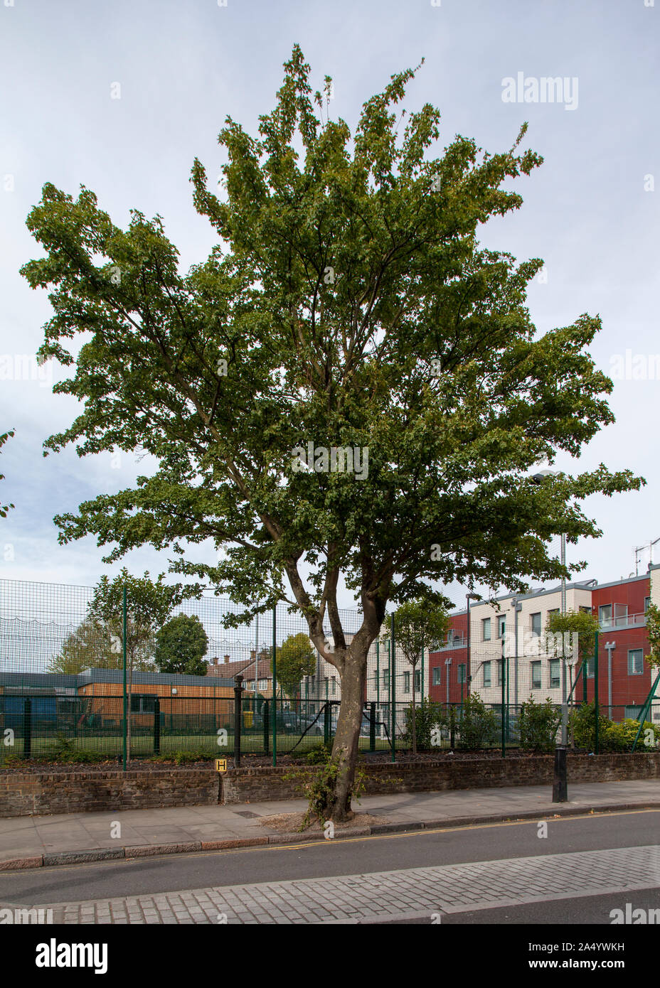Field Maple street tree, London N19 Stock Photo - Alamy