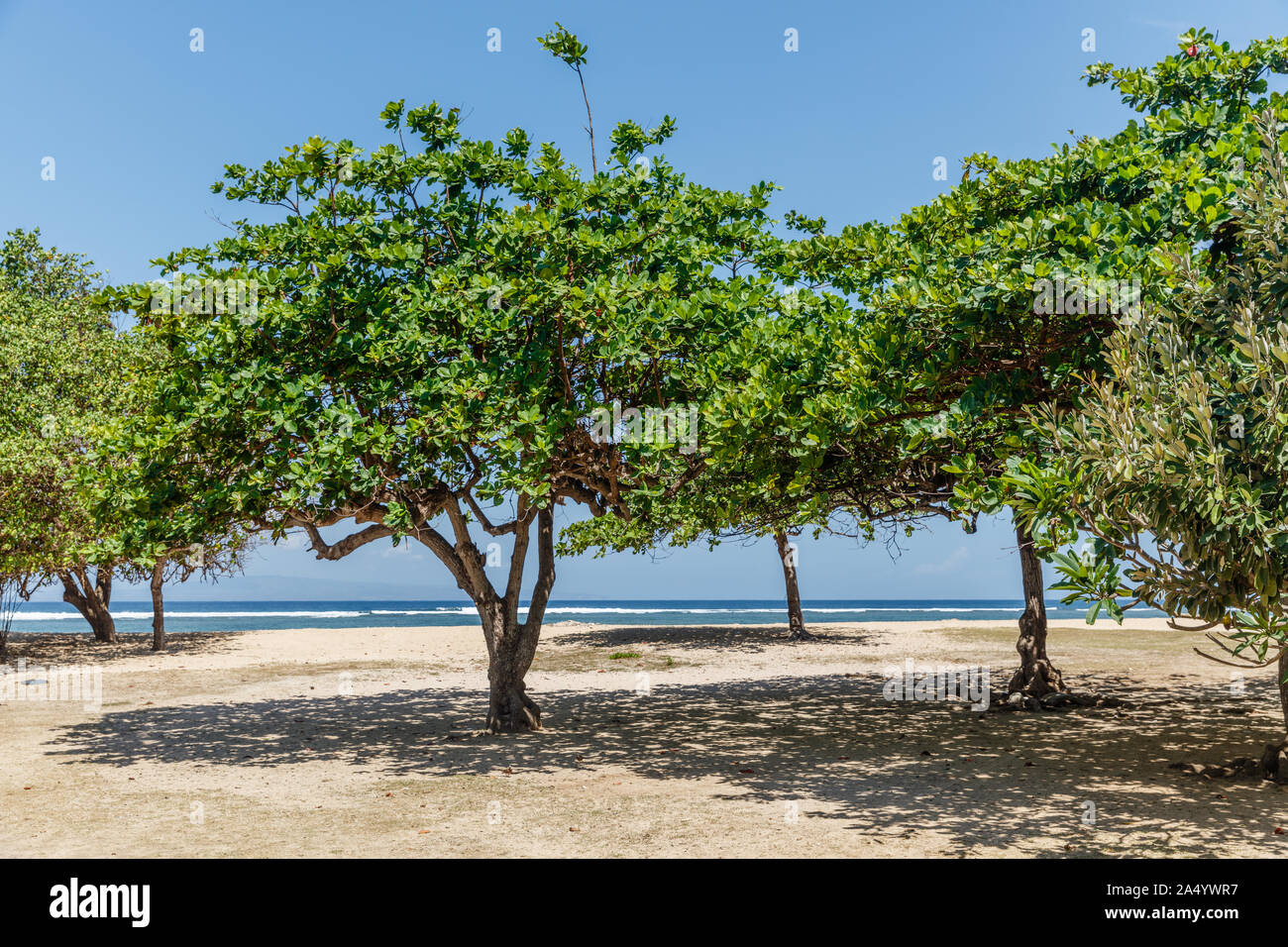 Views of Sanur beach, sand, ocean, trees. Bali, Indonesia Stock Photo ...