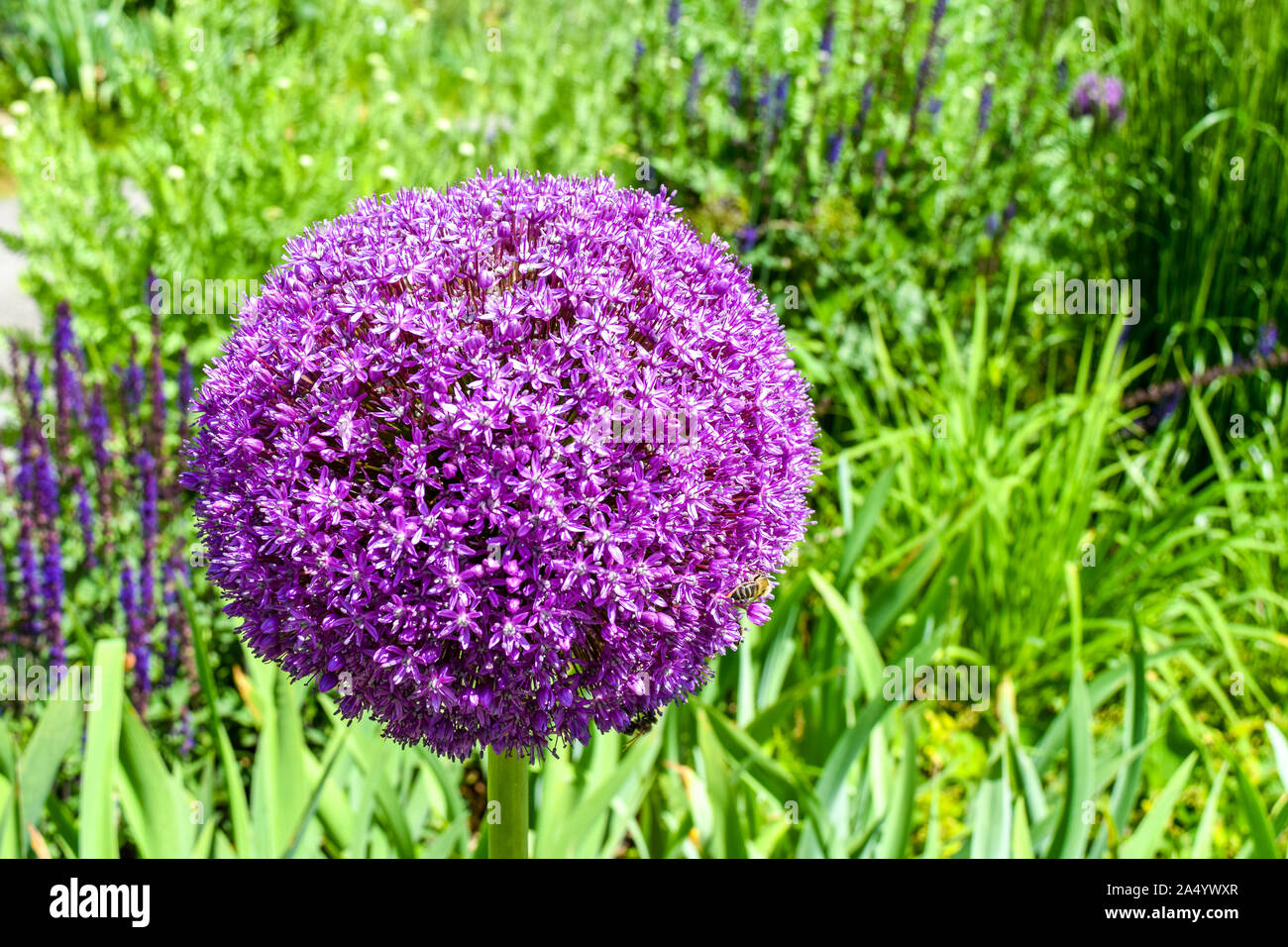 Beautiful allium flower with bee close-up Stock Photo - Alamy