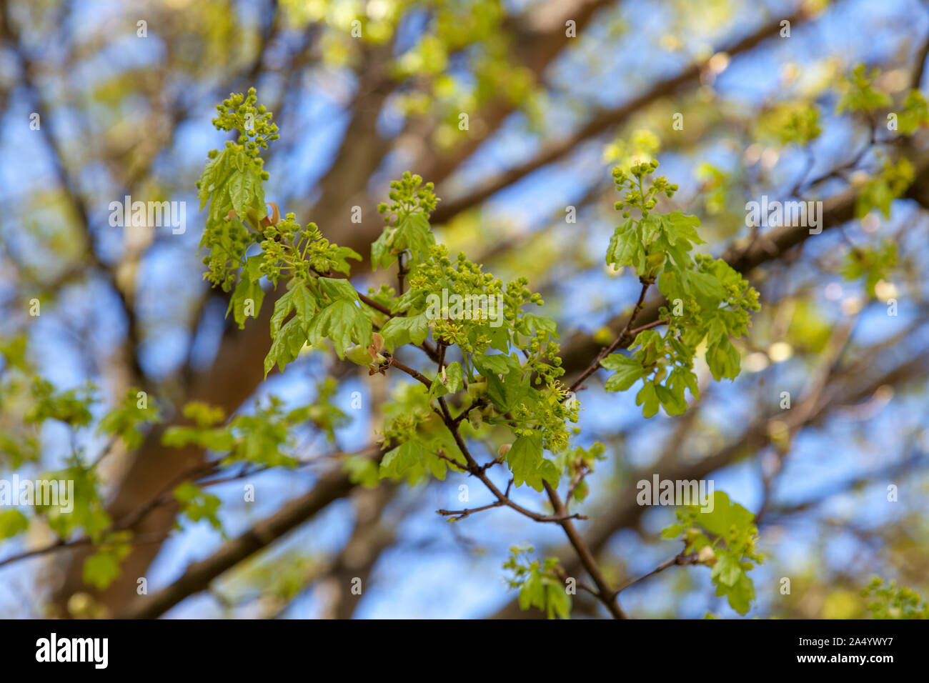 Leaves and flowers of a Field Maple tree in spring Stock Photo - Alamy