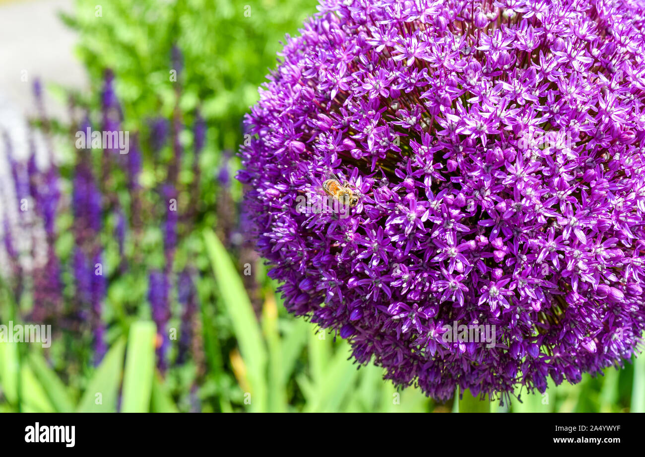 Round allium head hi-res stock photography and images - Alamy
