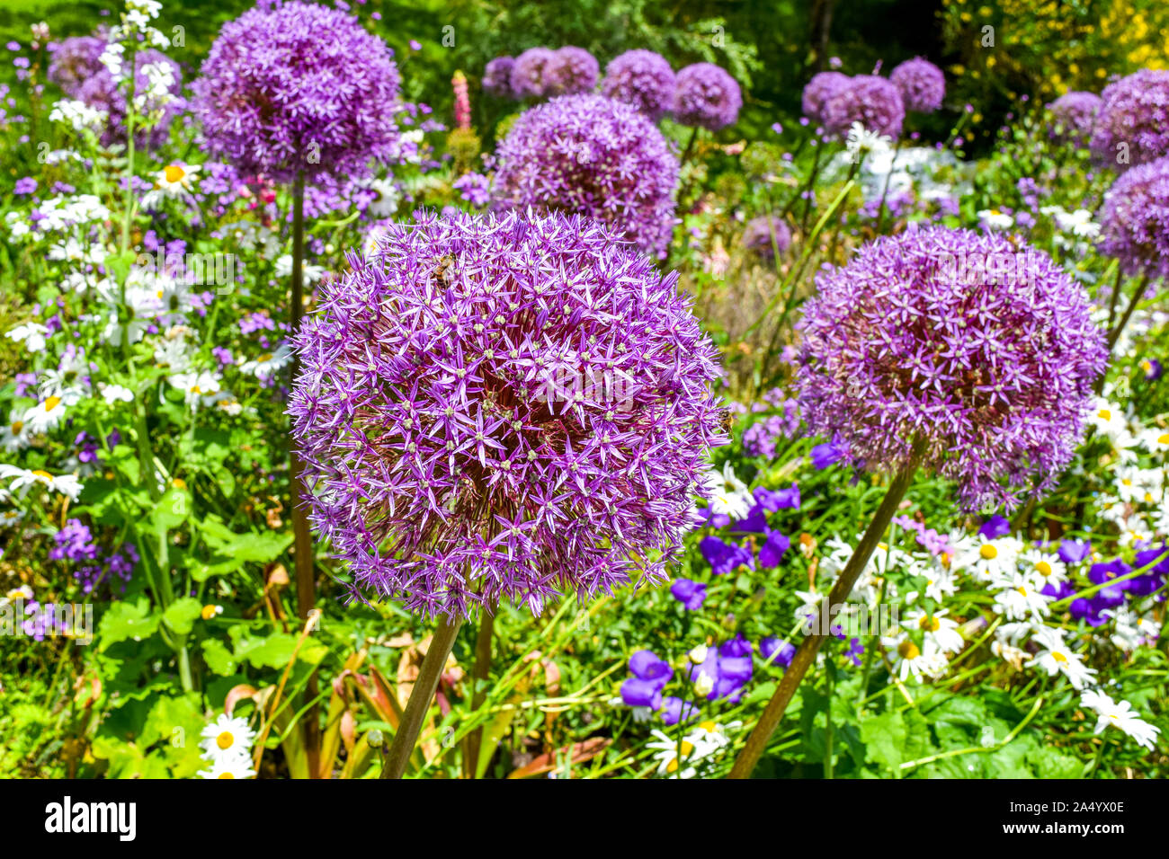 Alliums ornamental grass hi-res stock photography and images - Alamy