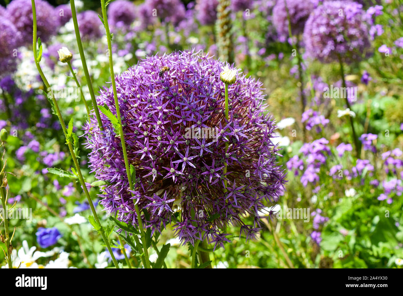 Alliums ornamental grass hi-res stock photography and images - Alamy