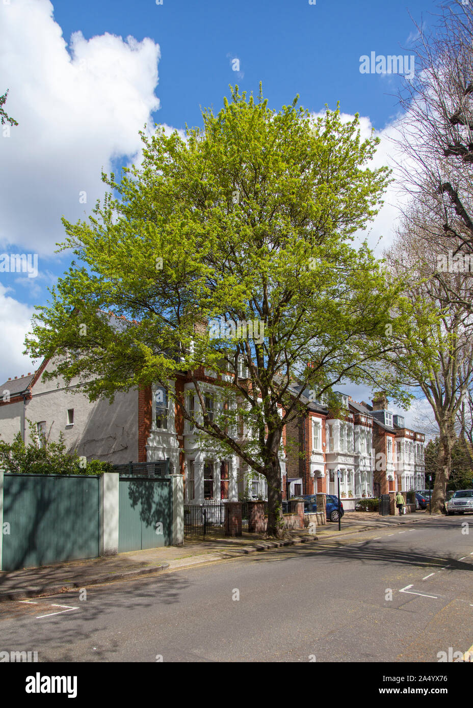 Field Maple street tree in spring, Chiswick, London W4 Stock Photo - Alamy