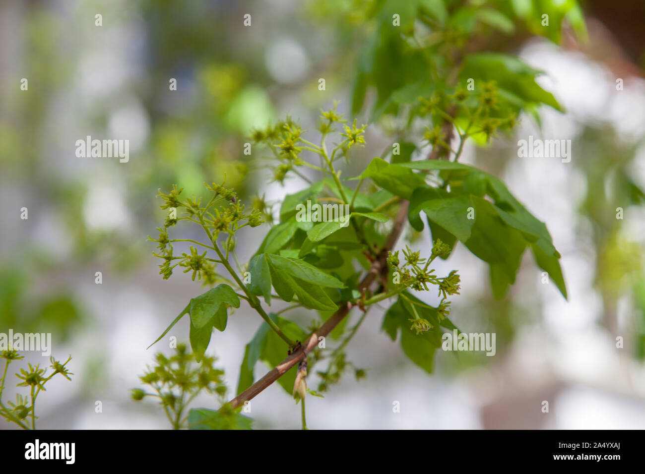 Flowers and newly emerged leaves of a Field Maple tree in spring Stock ...