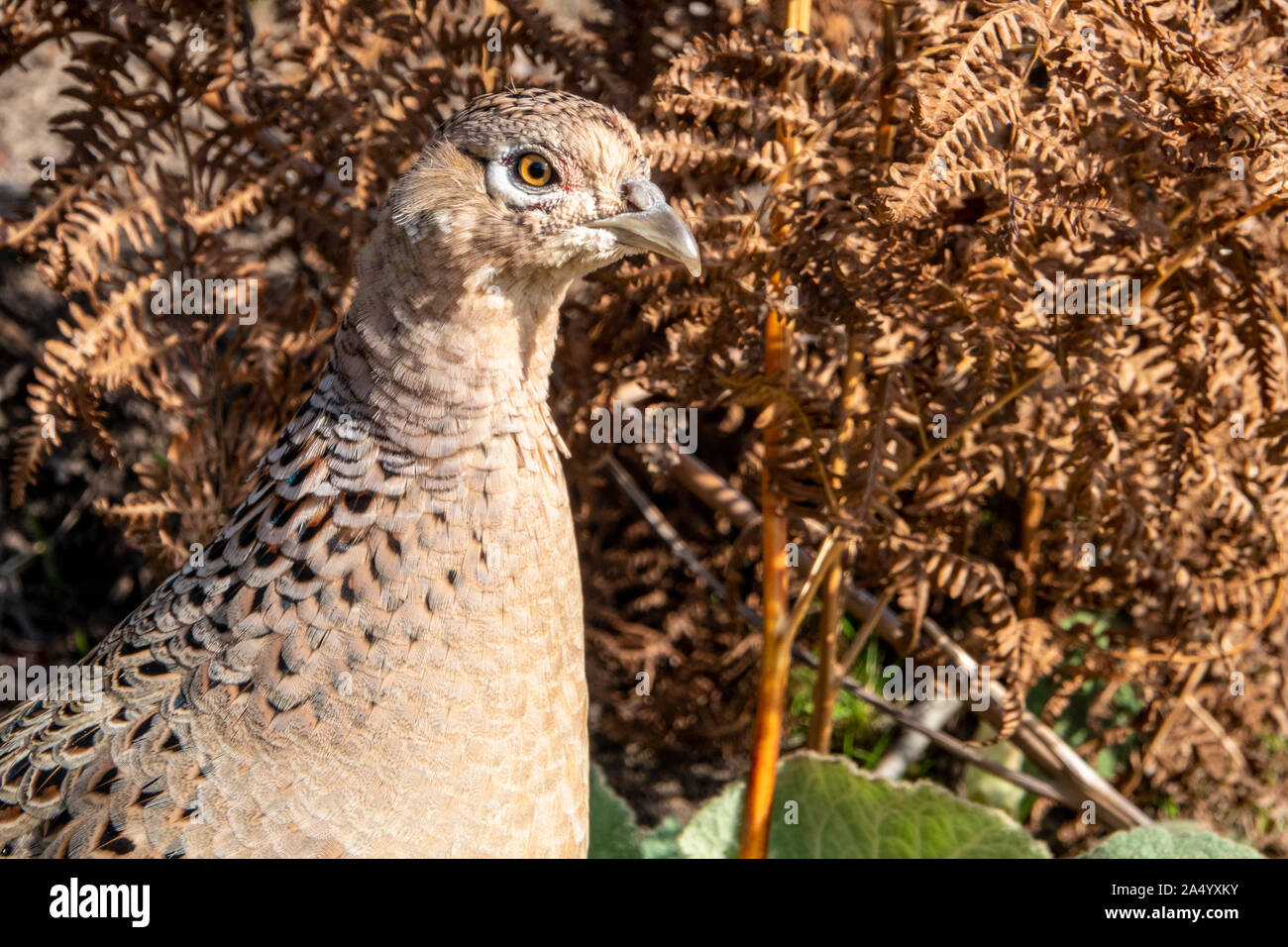 Hen pheasant hi-res stock photography and images - Alamy
