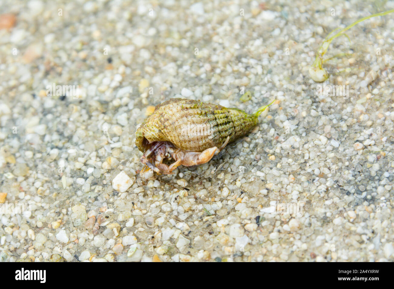 Whelk great britain hi-res stock photography and images - Alamy