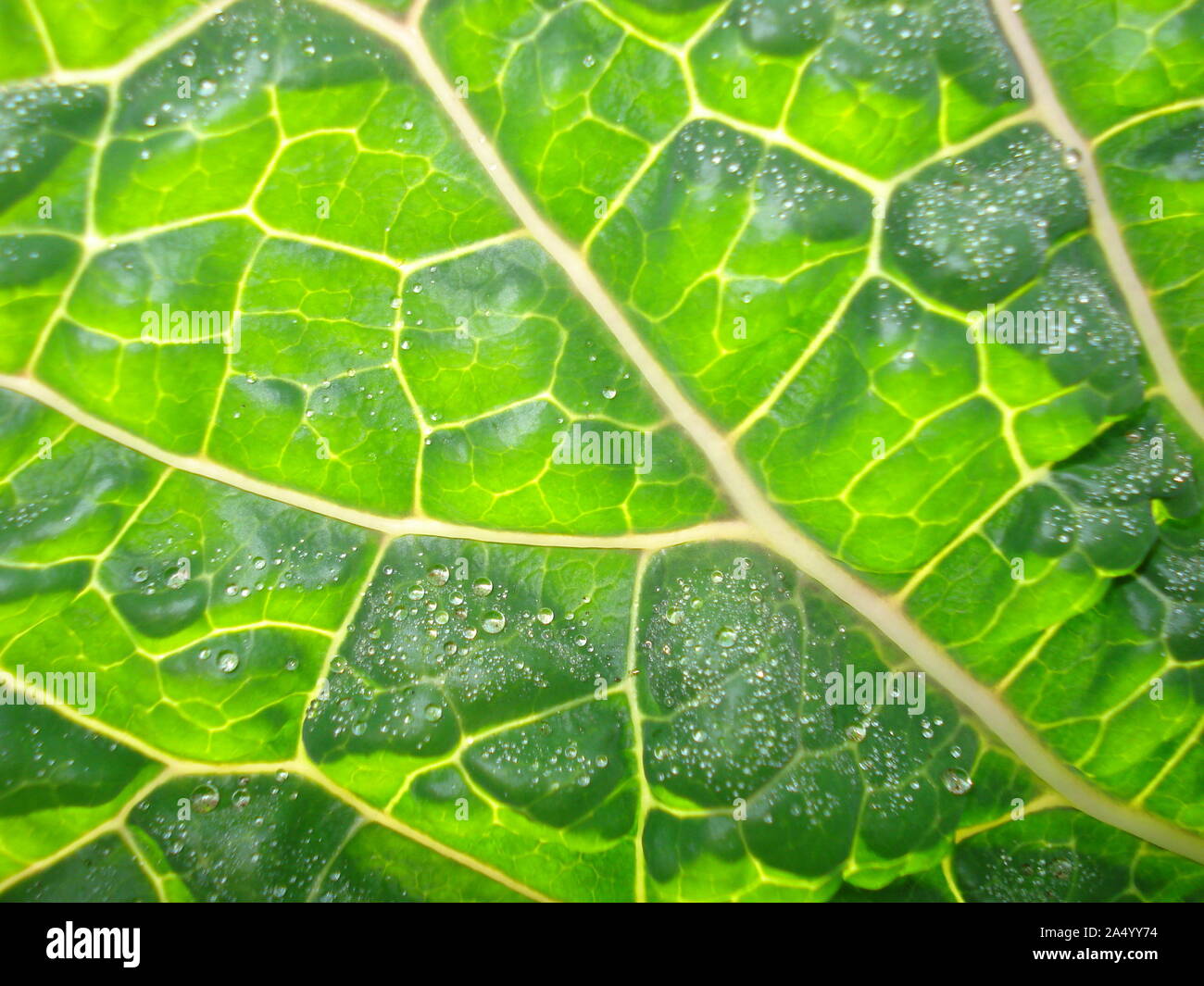 Leaf with veins and cells of Savoy cabbage Stock Photo - Alamy