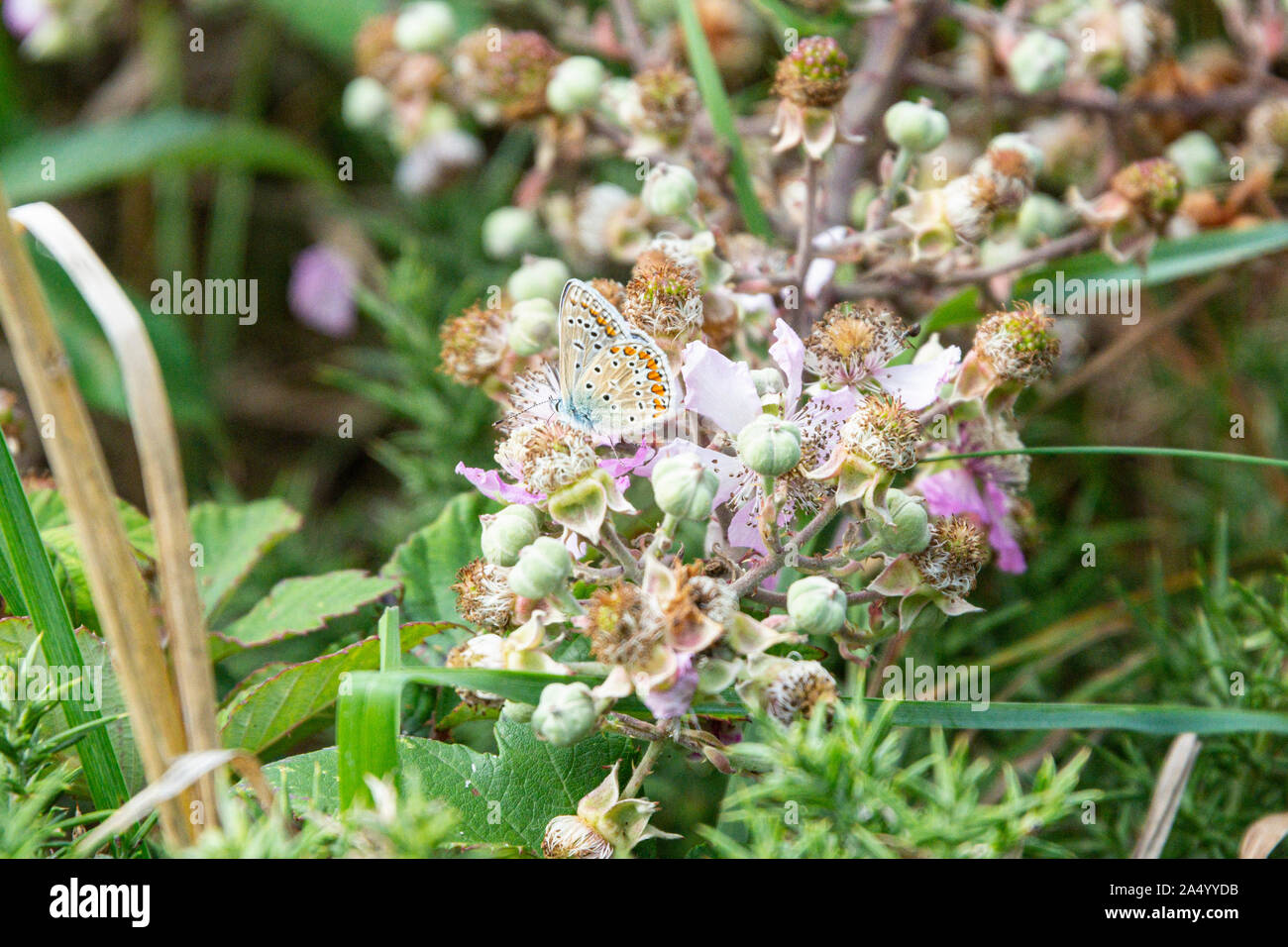 A common blue butterfly (Polyommatus icarus) on the flower of a bramble ...