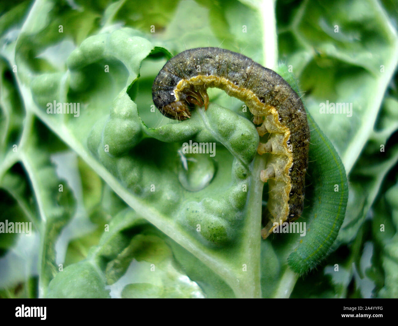 Two caterpillars eat cabbage leaf. Macro shooting Stock Photo - Alamy