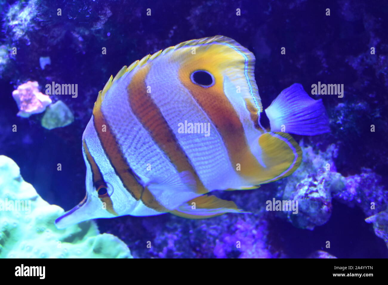 Fish Swimming In Aquarium Stock Photo - Alamy