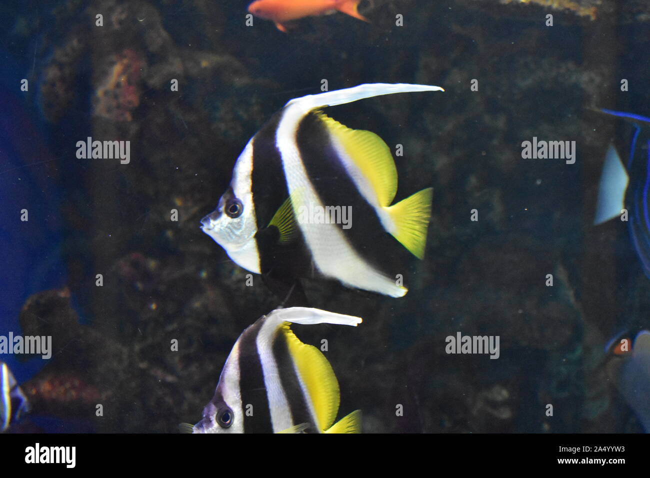 Fish Swimming In Aquarium Stock Photo - Alamy