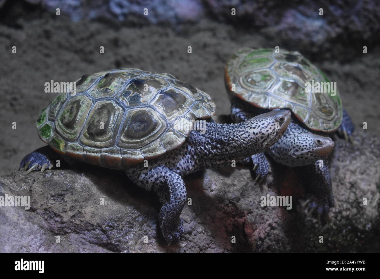Wild tortoises hi-res stock photography and images - Alamy