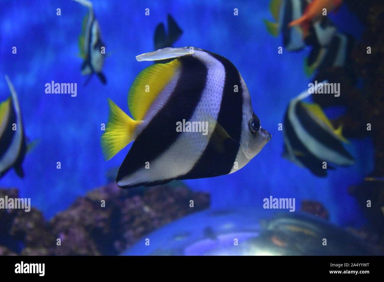 Fish Swimming In Aquarium Stock Photo - Alamy