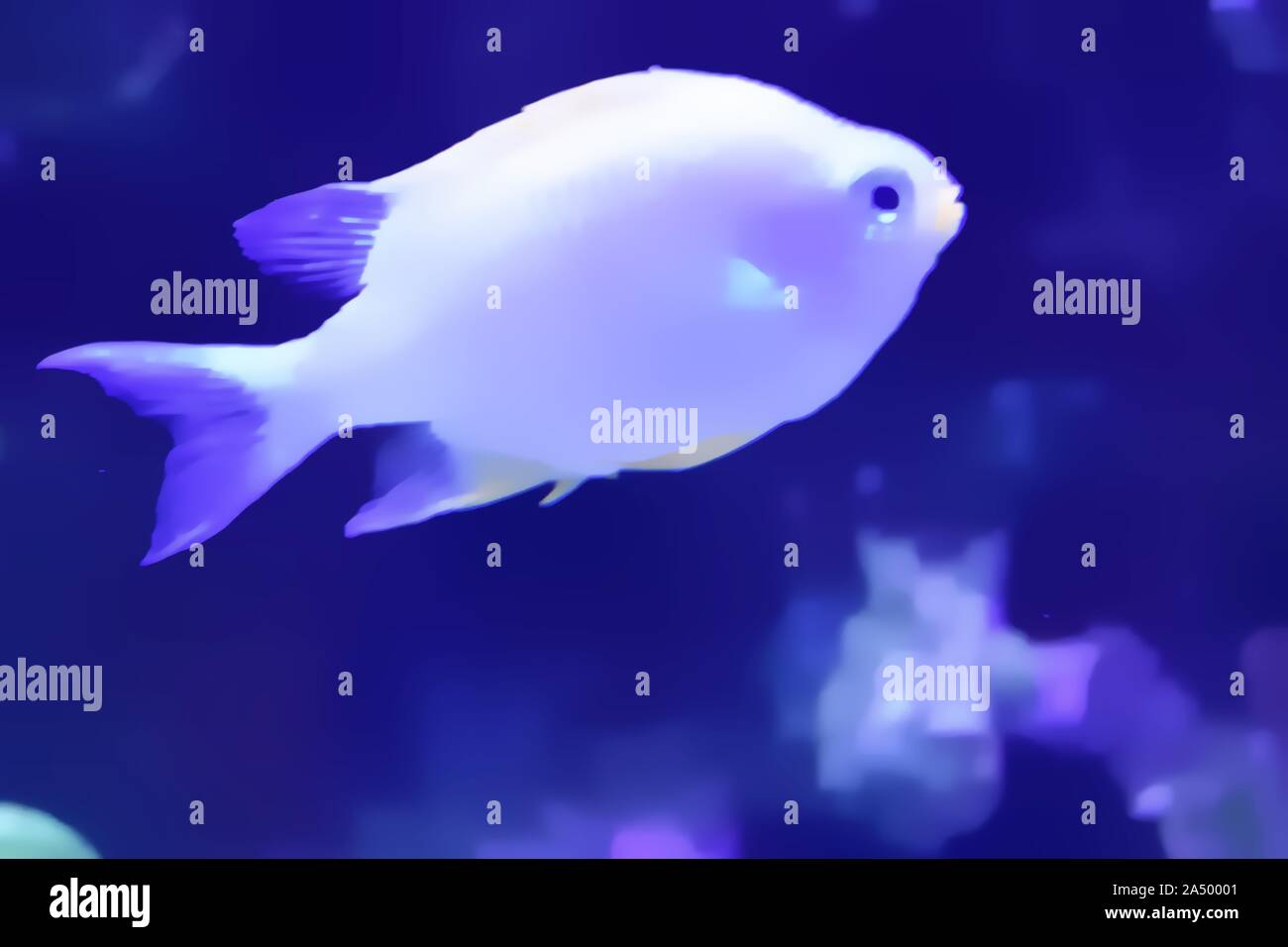 Floating fishes in aquarium hi-res stock photography and images - Alamy