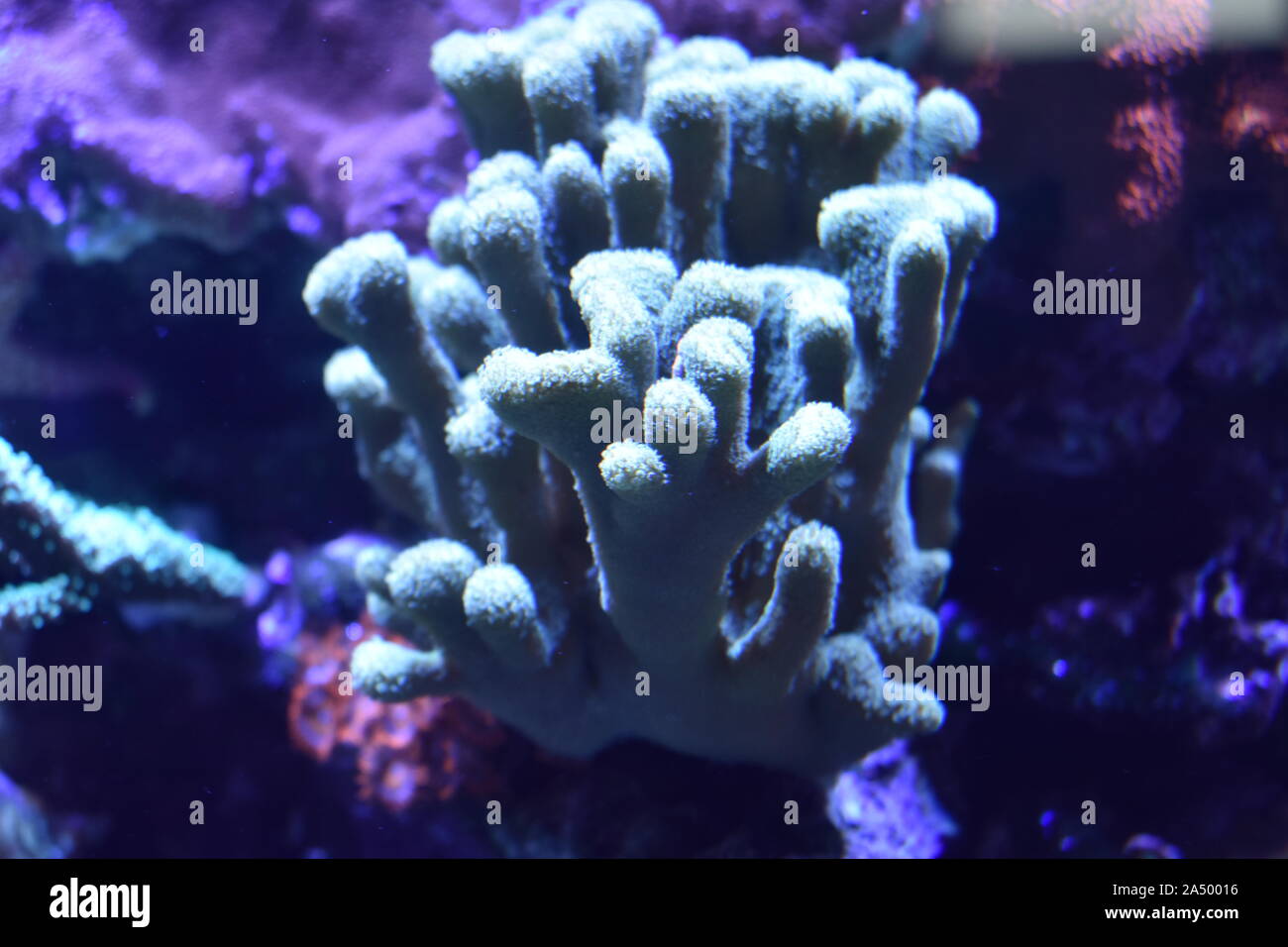 Sea Anemone Marine Life Stock Photo - Alamy
