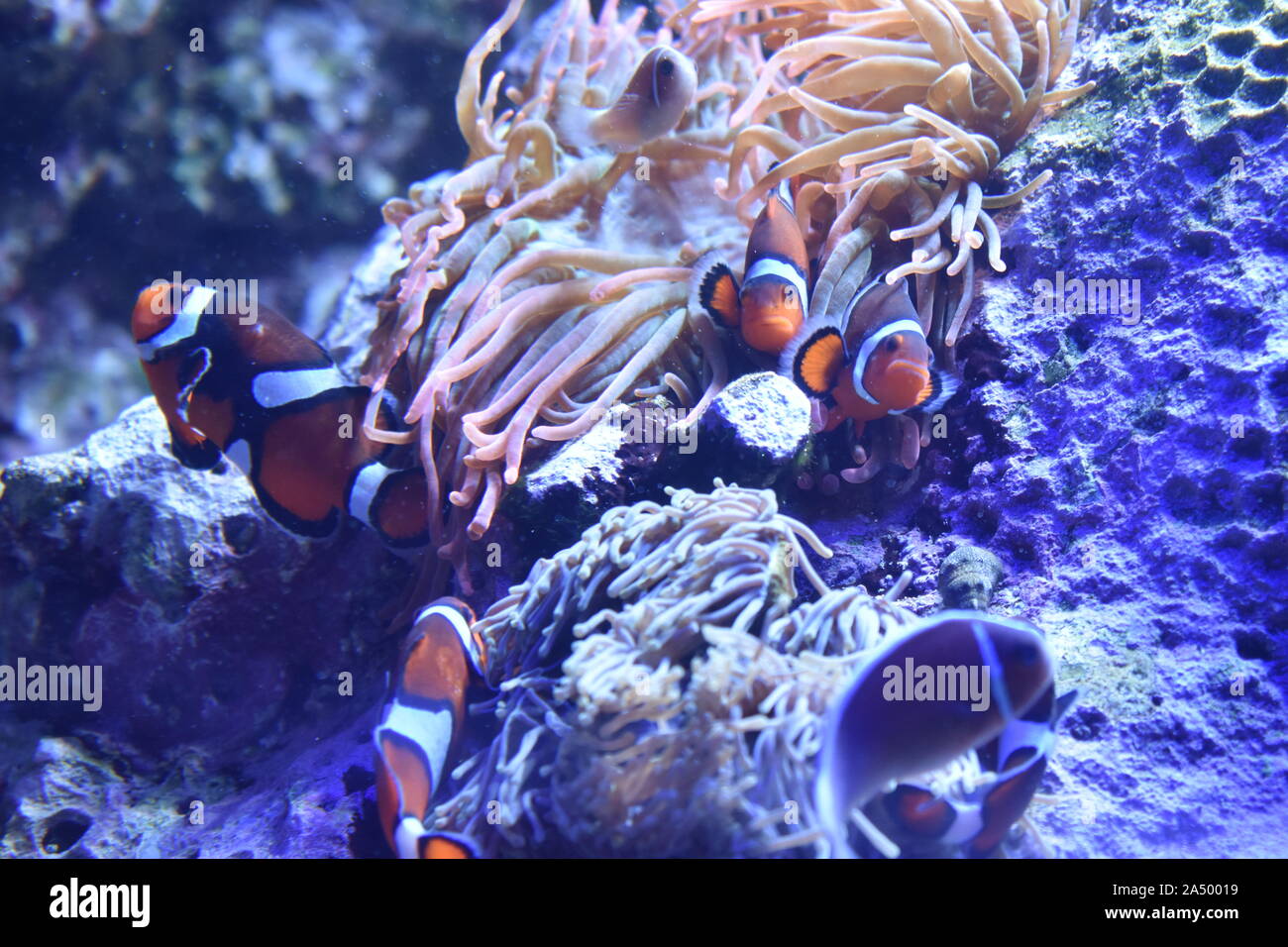 Clowns of the ocean hi-res stock photography and images - Alamy