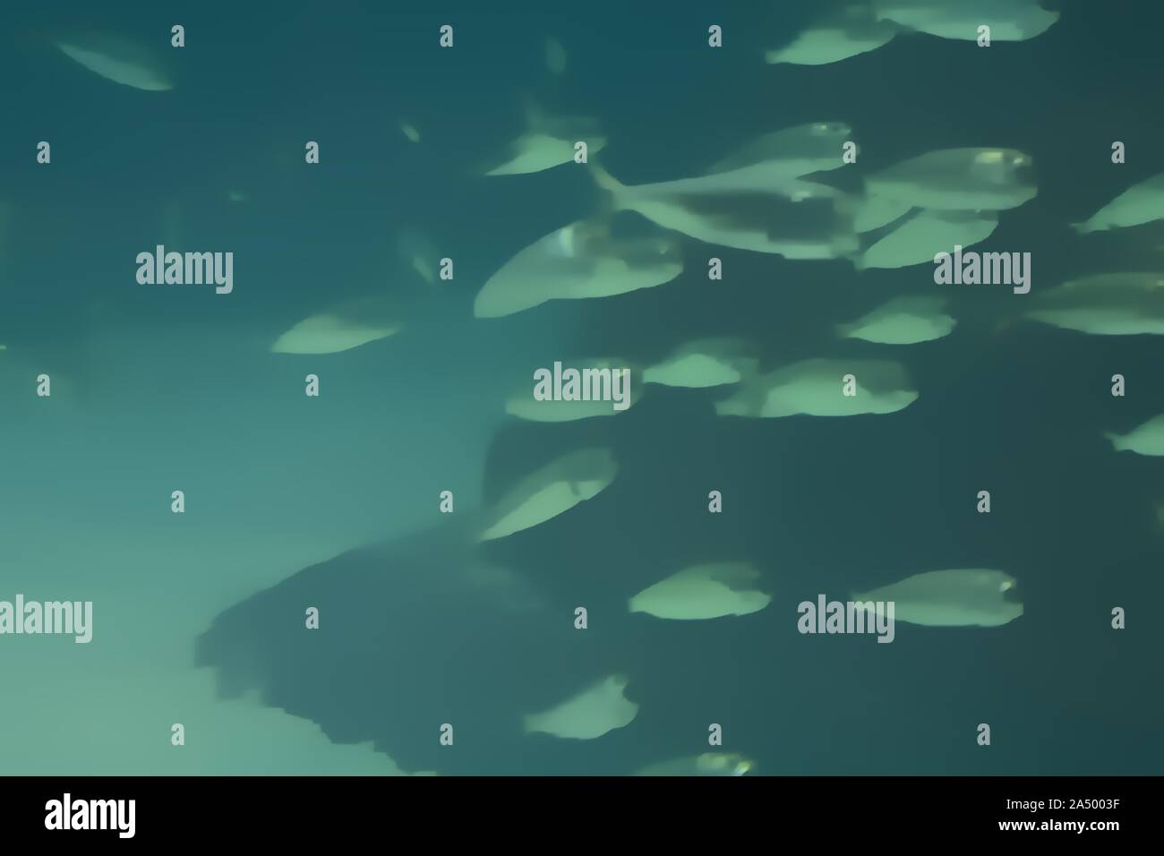 Fish Swimming Underwater Stock Photo - Alamy