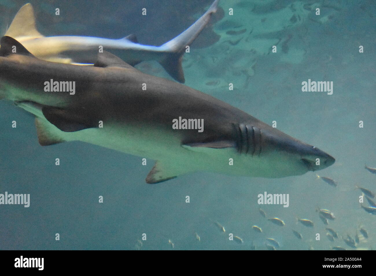 Shark And Fish Underwater Stock Photo - Alamy