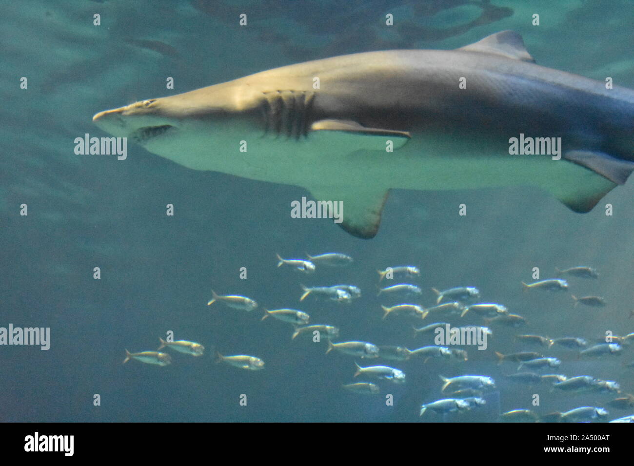 Shark And Fish Underwater Stock Photo - Alamy