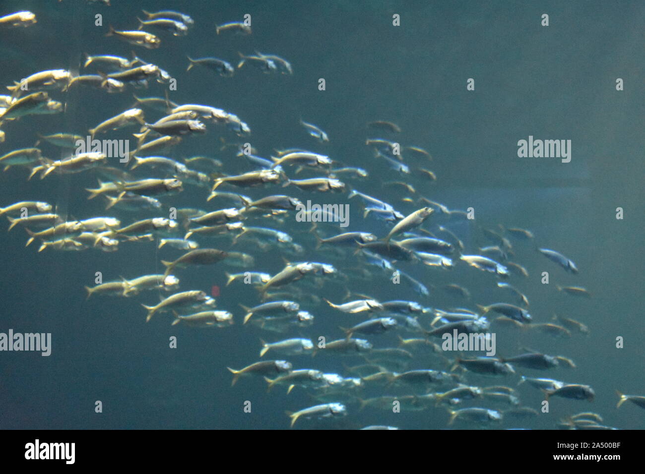 Fish swimming underwater hi-res stock photography and images - Alamy