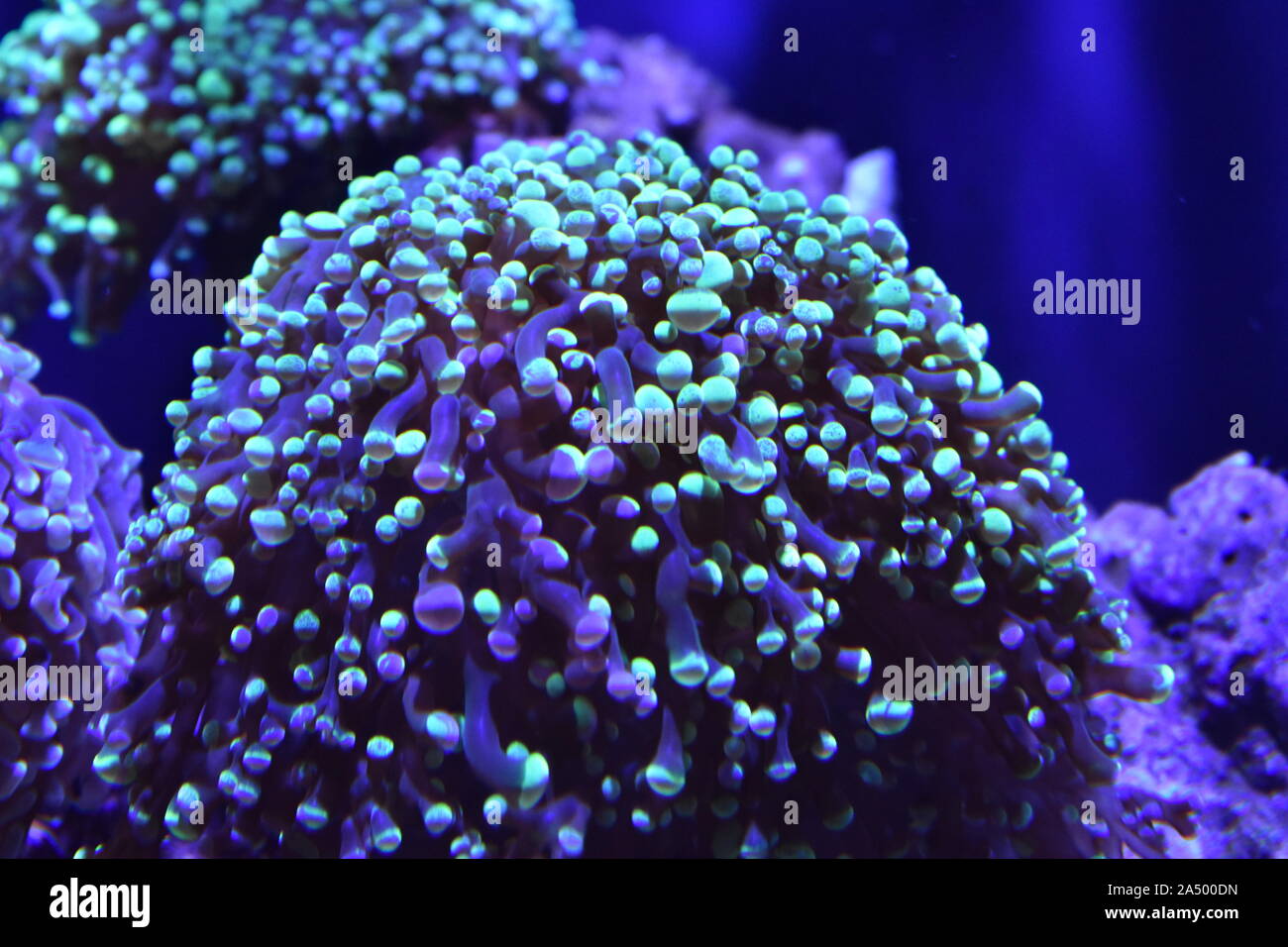 Sea Anemone Marine Life Stock Photo - Alamy