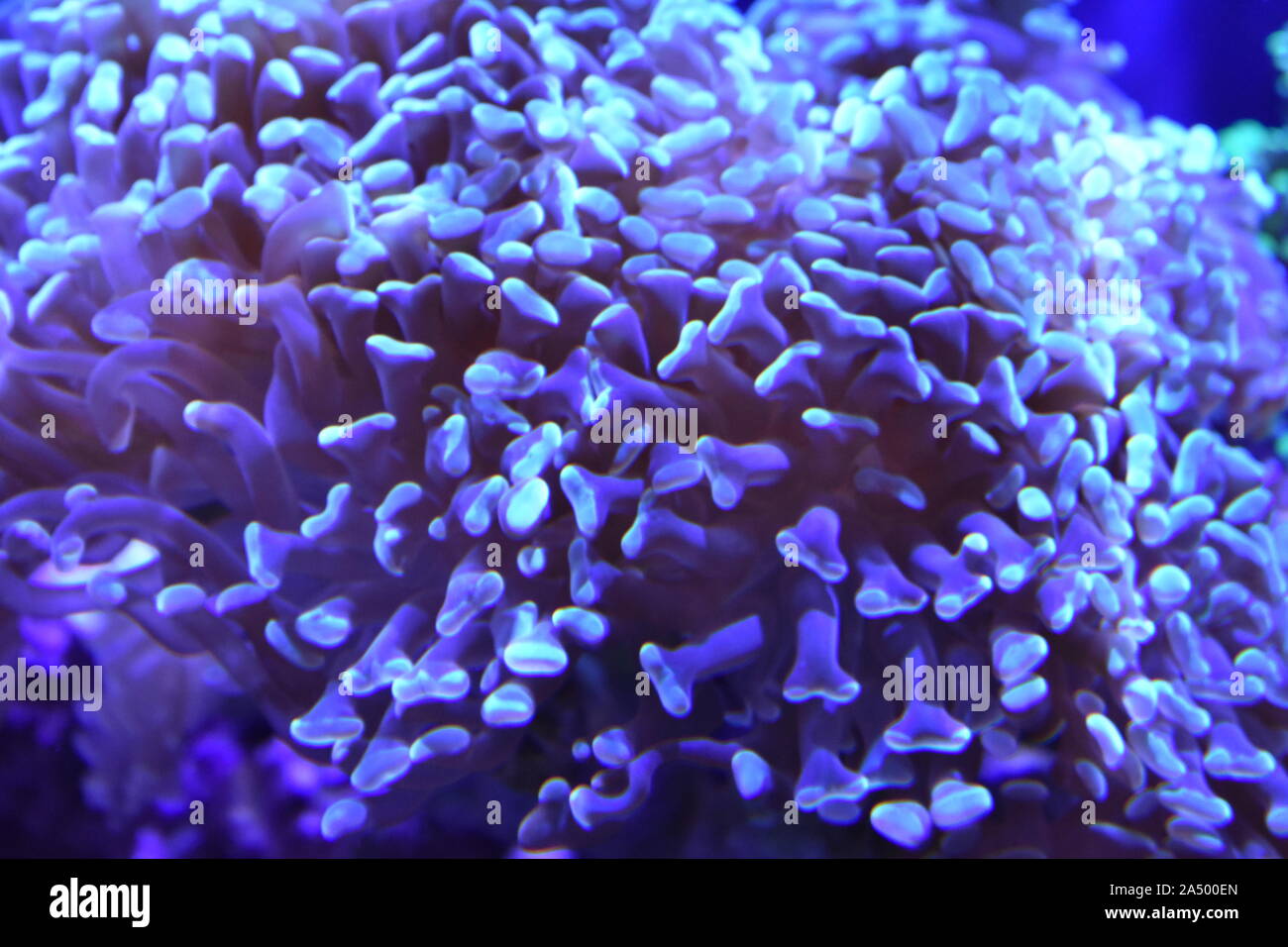 Purple Sea Anemone Marine Life Stock Photo - Alamy