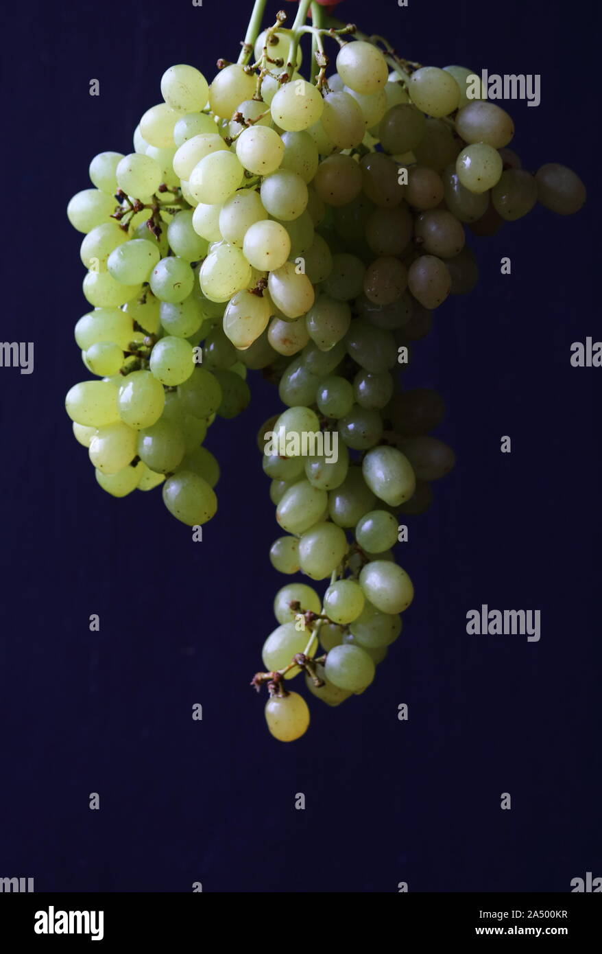 Hold grape harvest hi-res stock photography and images - Alamy