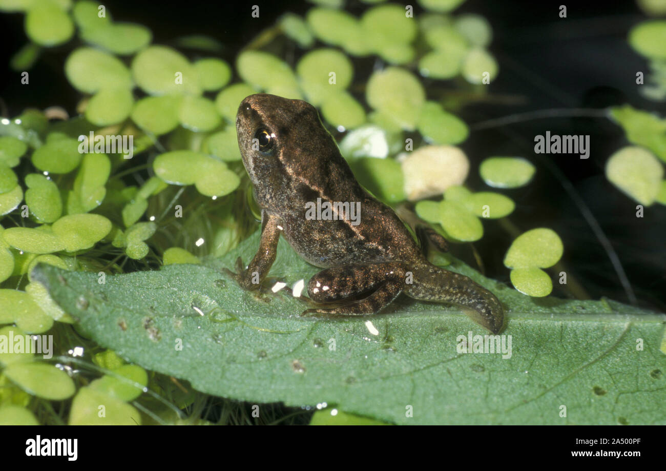 Short lifecycle hi-res stock photography and images - Alamy