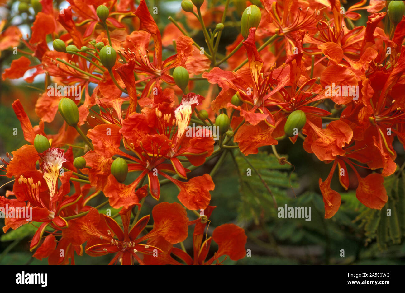 Flame Tree, Delonix regia, Trinidad, ornamental tree in garden Stock ...
