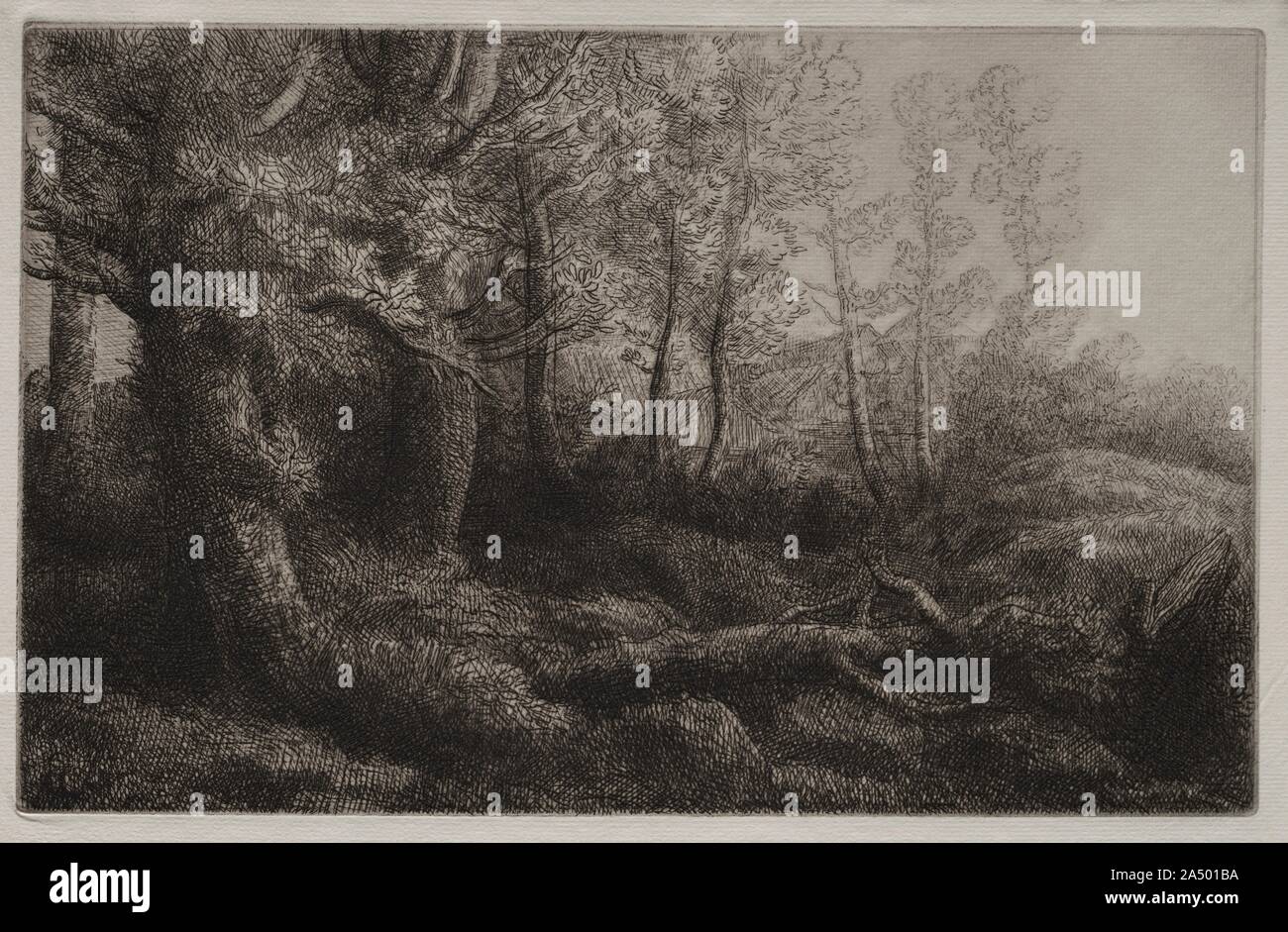 Woodland study hi-res stock photography and images - Alamy