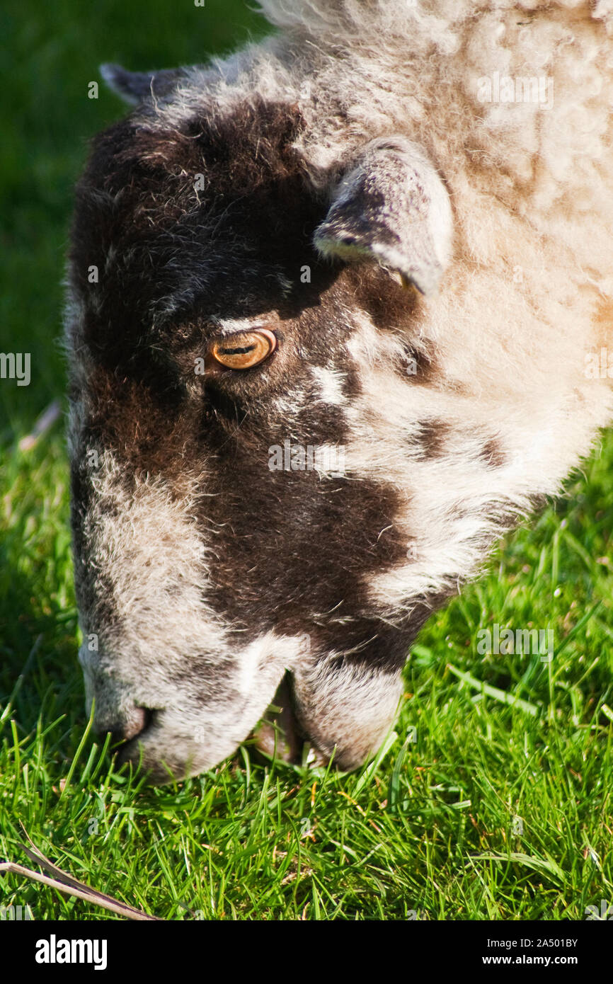 Grazing teeth hi-res stock photography and images - Alamy