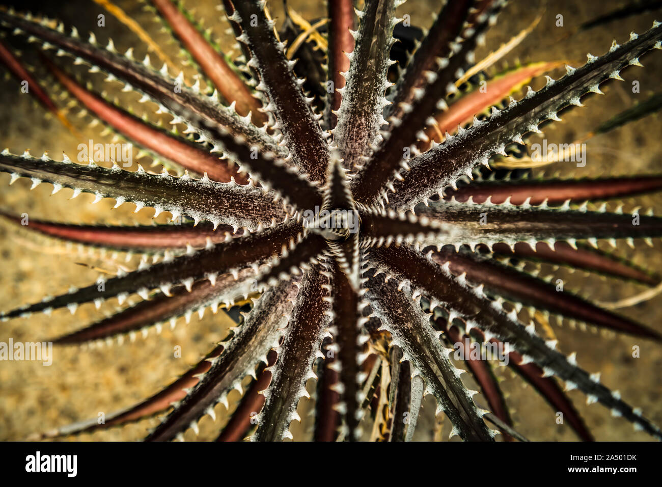 Beautiful Desert plants in the garden, brown background Stock Photo - Alamy