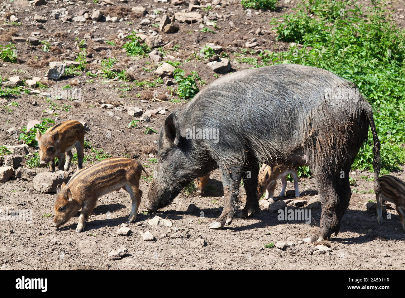 Boar sow hi-res stock photography and images - Alamy
