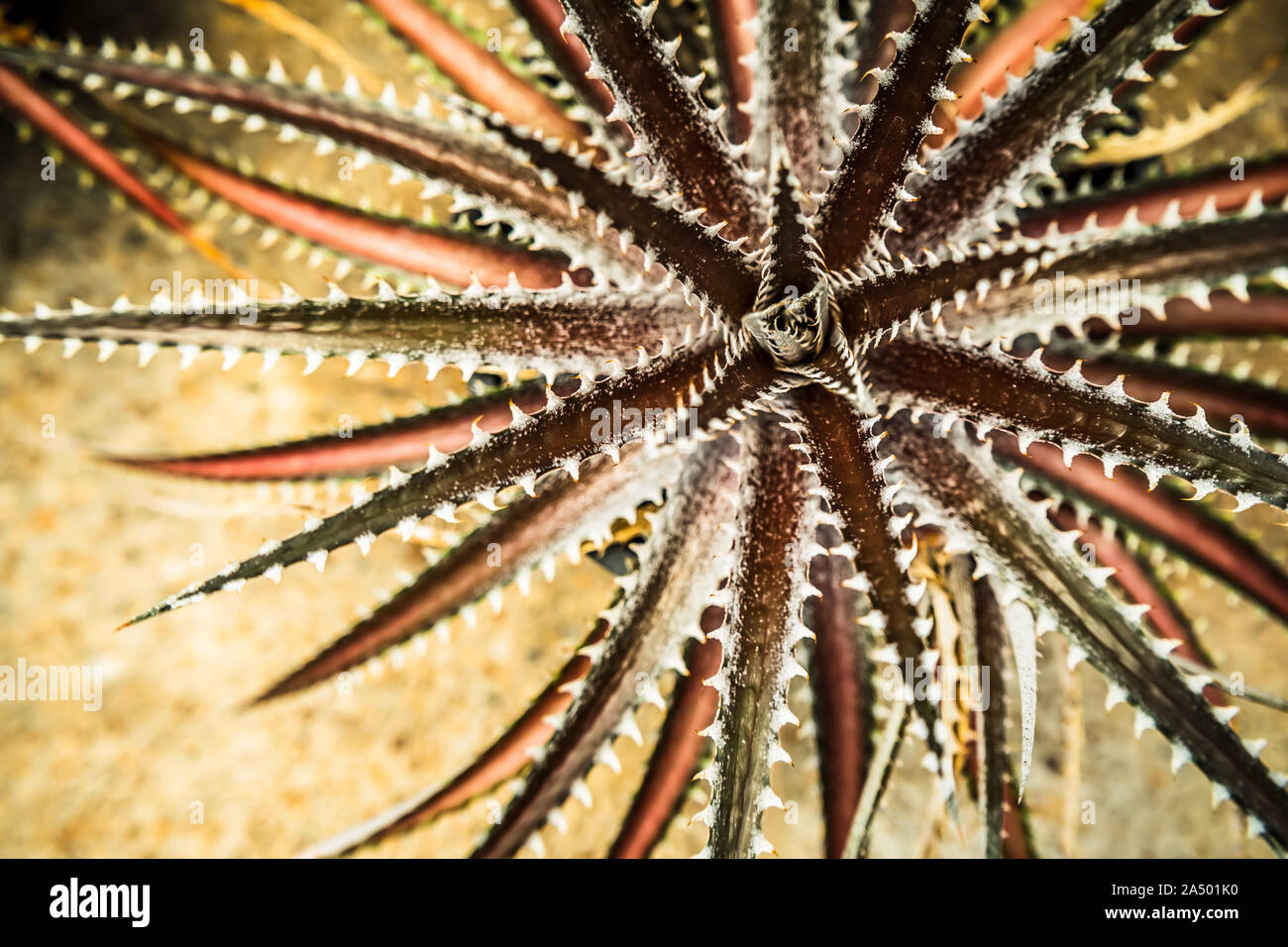 Beautiful Desert plants in the garden, brown background Stock Photo - Alamy
