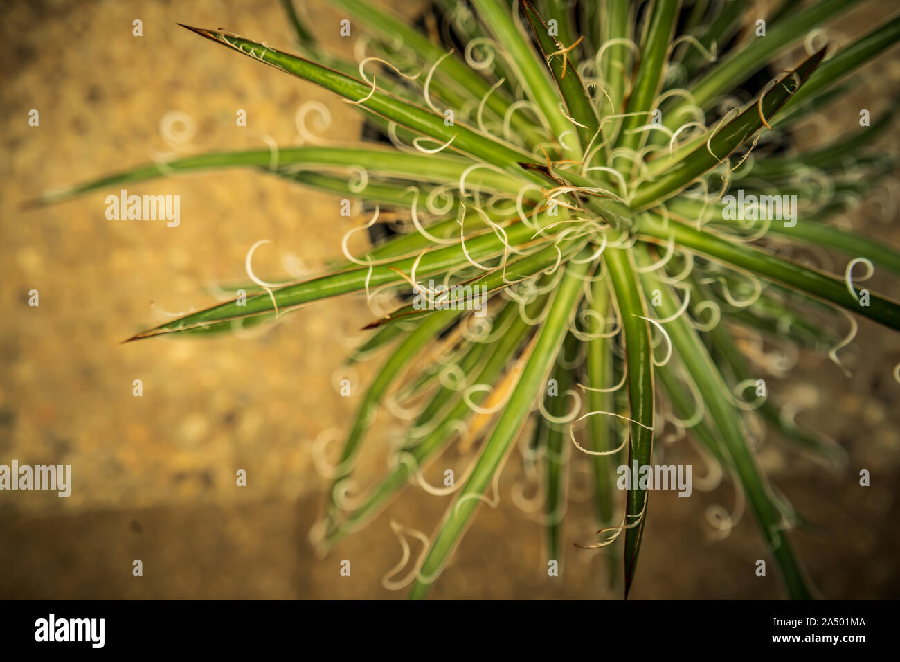 Beautiful Cactus in the garden, brown background Stock Photo - Alamy