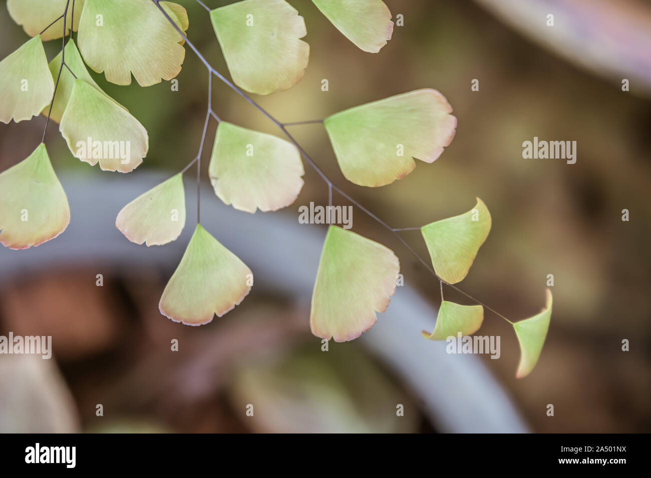 Close up tree branch in hi-res stock photography and images - Alamy