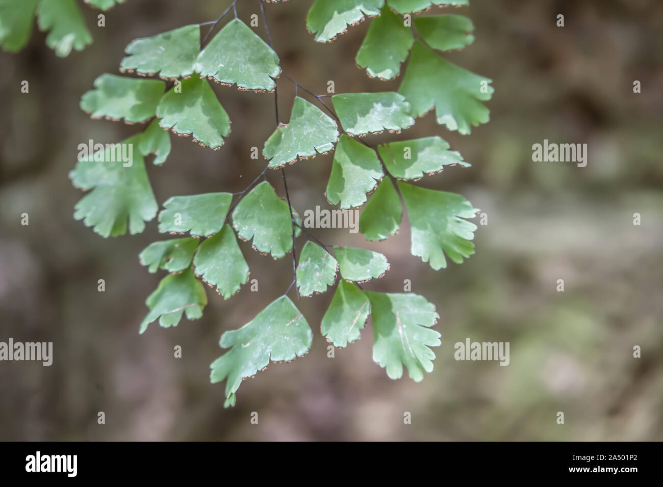 Close up tree branch hi-res stock photography and images - Alamy