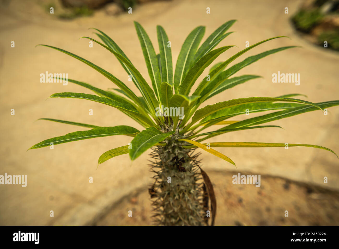 Pachypodium cactus hi-res stock photography and images - Alamy
