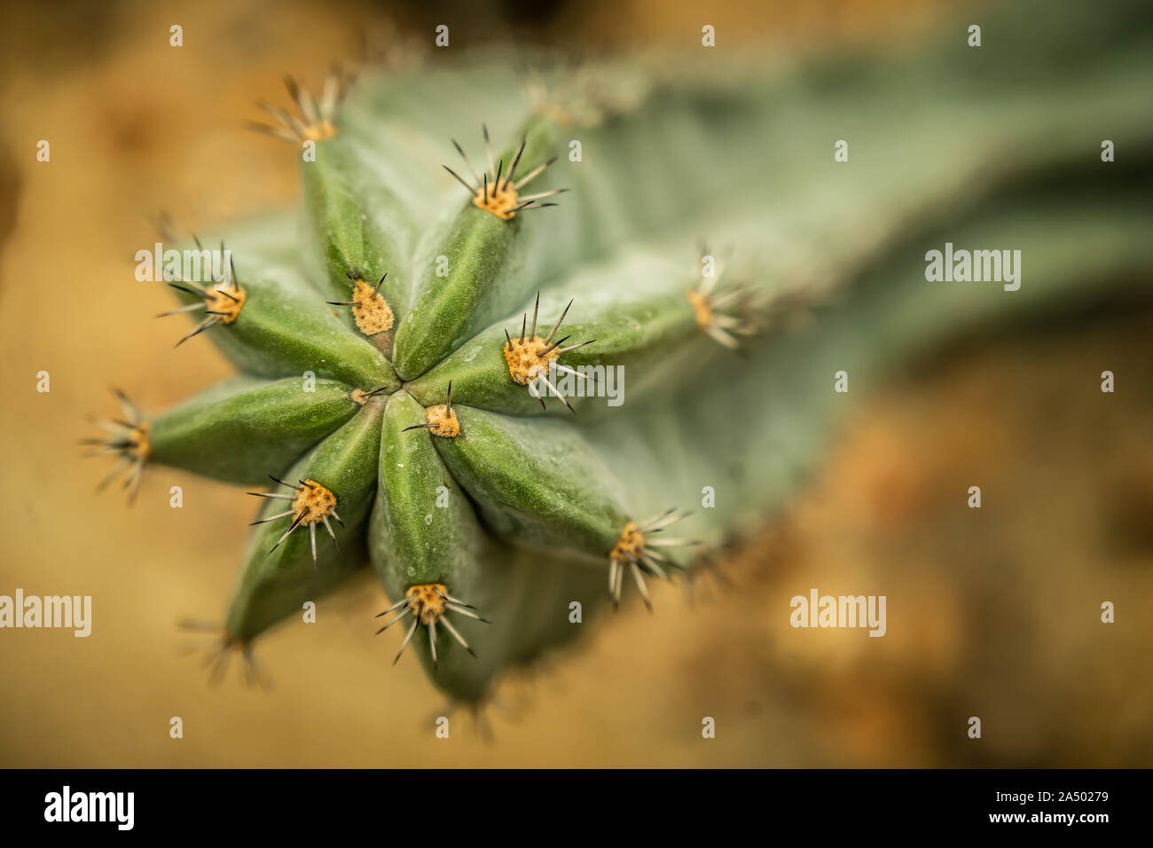Beautiful Cactus in the garden, brown background Stock Photo - Alamy