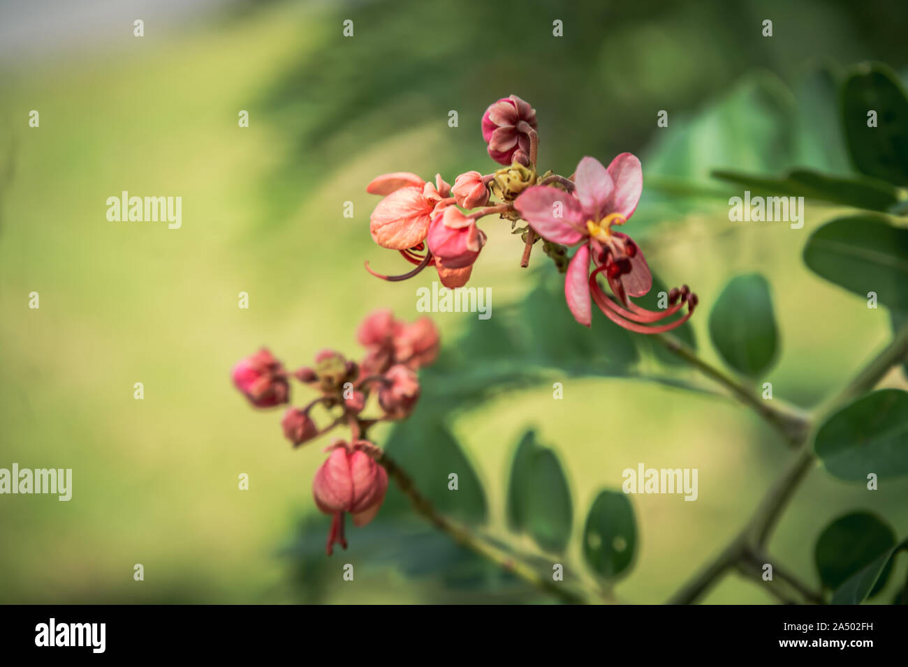 Cassia roxburghii hi-res stock photography and images - Alamy