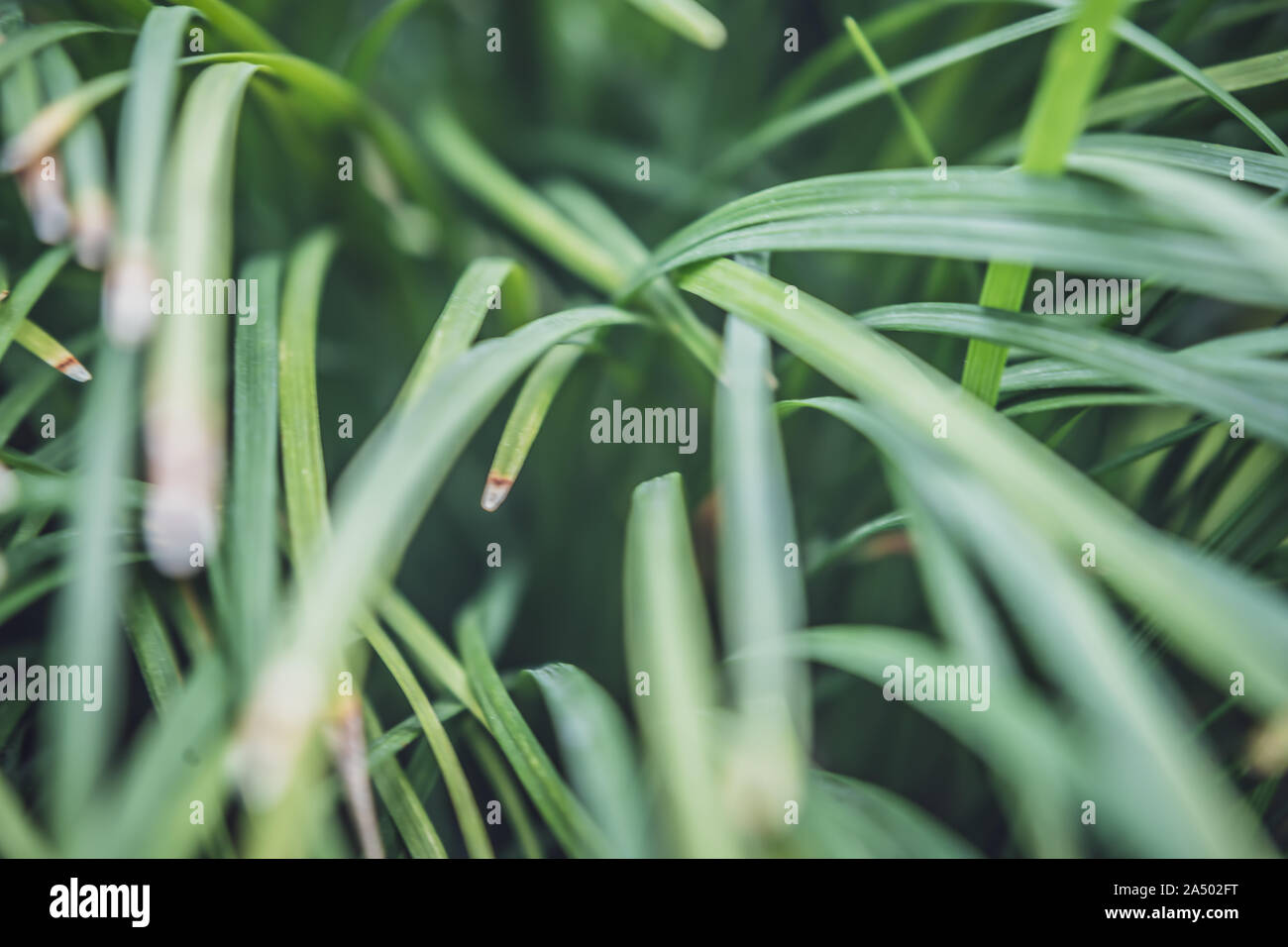 close up Green grass background in the garden Stock Photo - Alamy